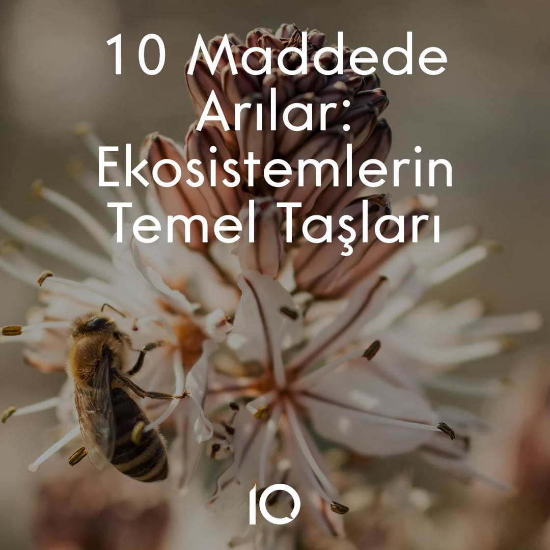 arilar | 10layn